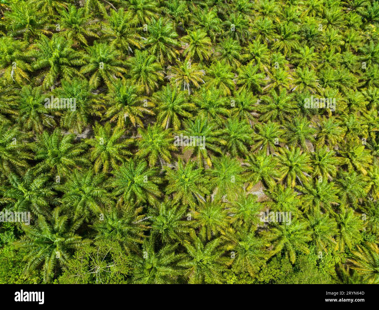 Top view of oil palm plantations in Malaysia. Oil palm estates in ...