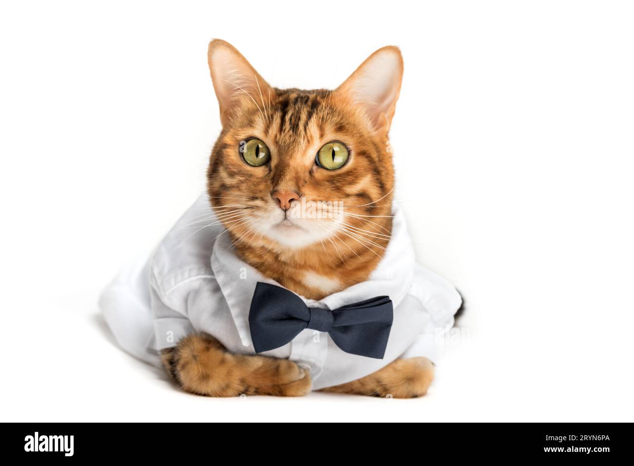 Cat in a shirt and bow tie on a white background Stock Photo - Alamy