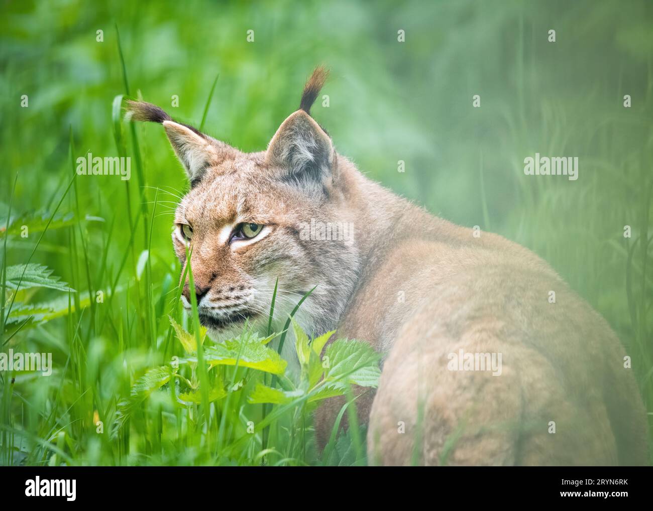 European lynx (Lynx lynx) portrait in the forest Stock Photo - Alamy