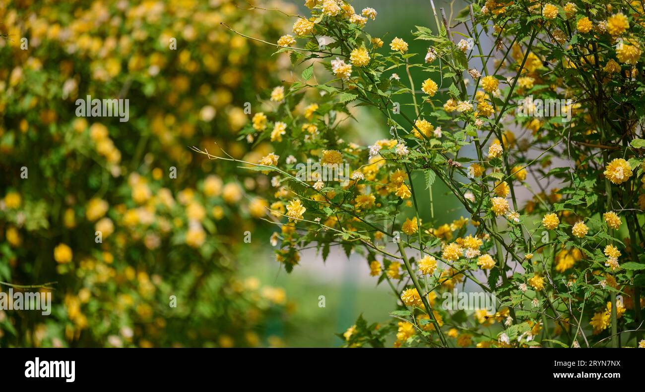 Large bush of Kerria japonica with yellow flowers in the garden on a ...