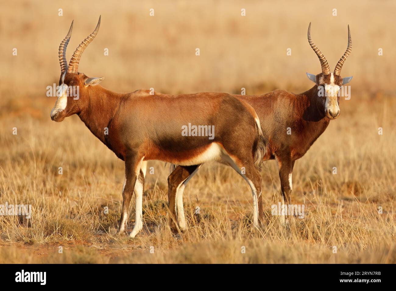 Blesbok antelopes (Damaliscus pygargus) in natural habitat, Mountain ...