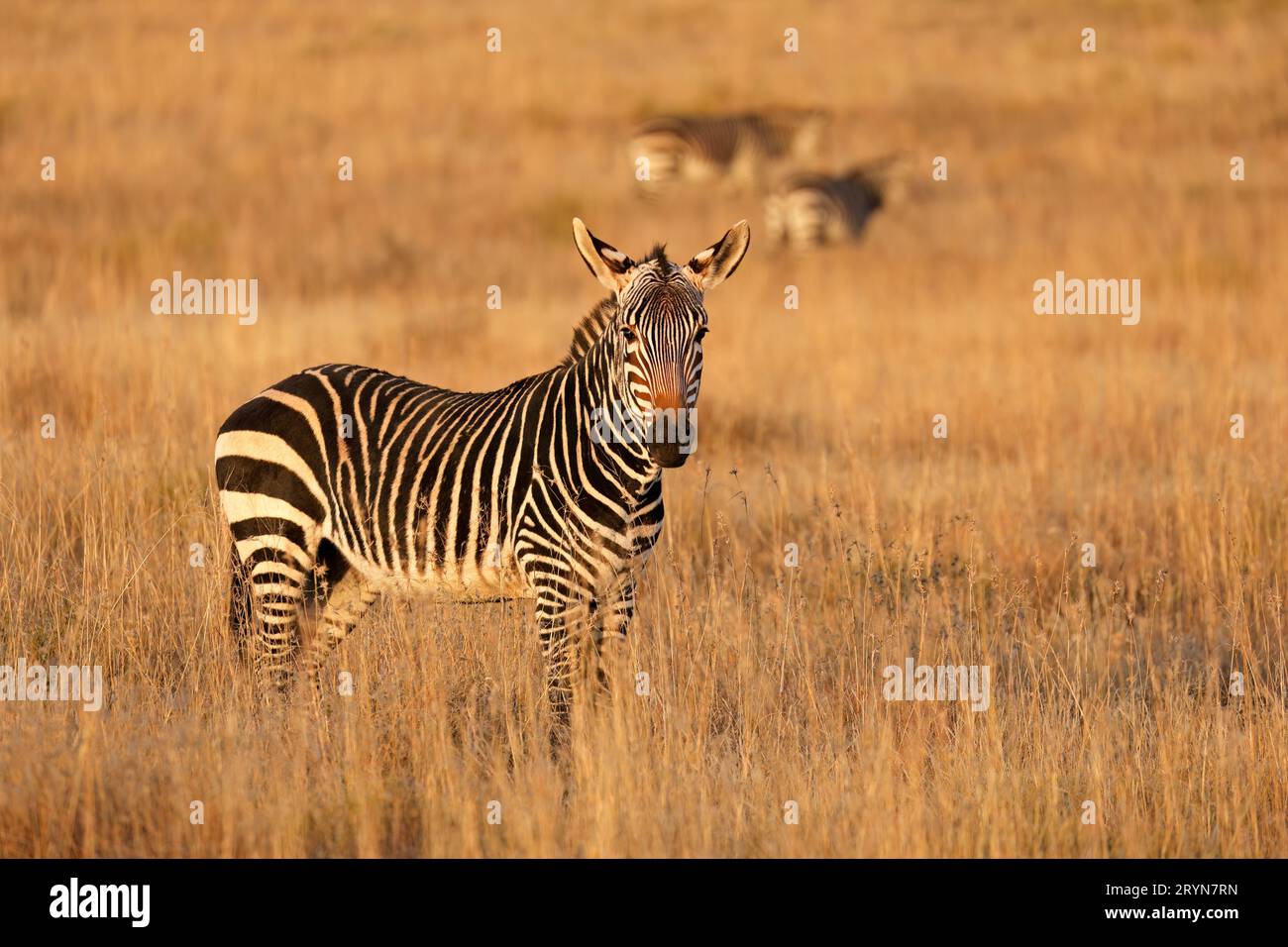 Cape mountain zebra (Equus zebra) in open grassland, Mountain Zebra ...