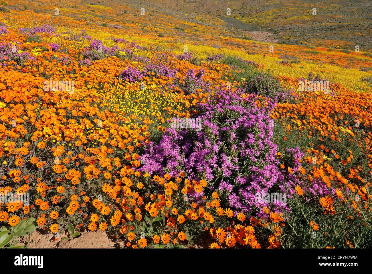 Colorful spring blooming wildflowers, Namaqualand, Northern Cape, South ...