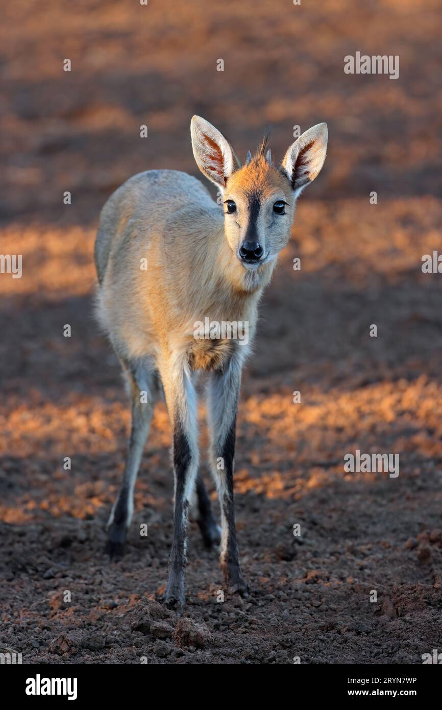A common duiker antelope (Sylvicapra grimmia) in natural habitat, South ...