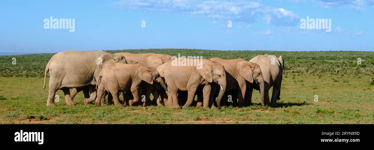 African elephants addo elephant hi-res stock photography and images - Alamy