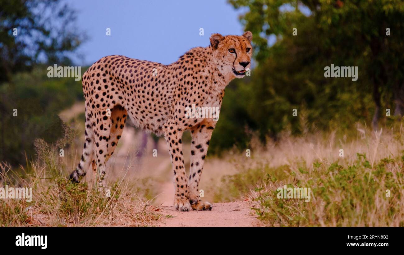 Cheeta wild animal in Kruger National Park South Africa, Cheetah on the ...