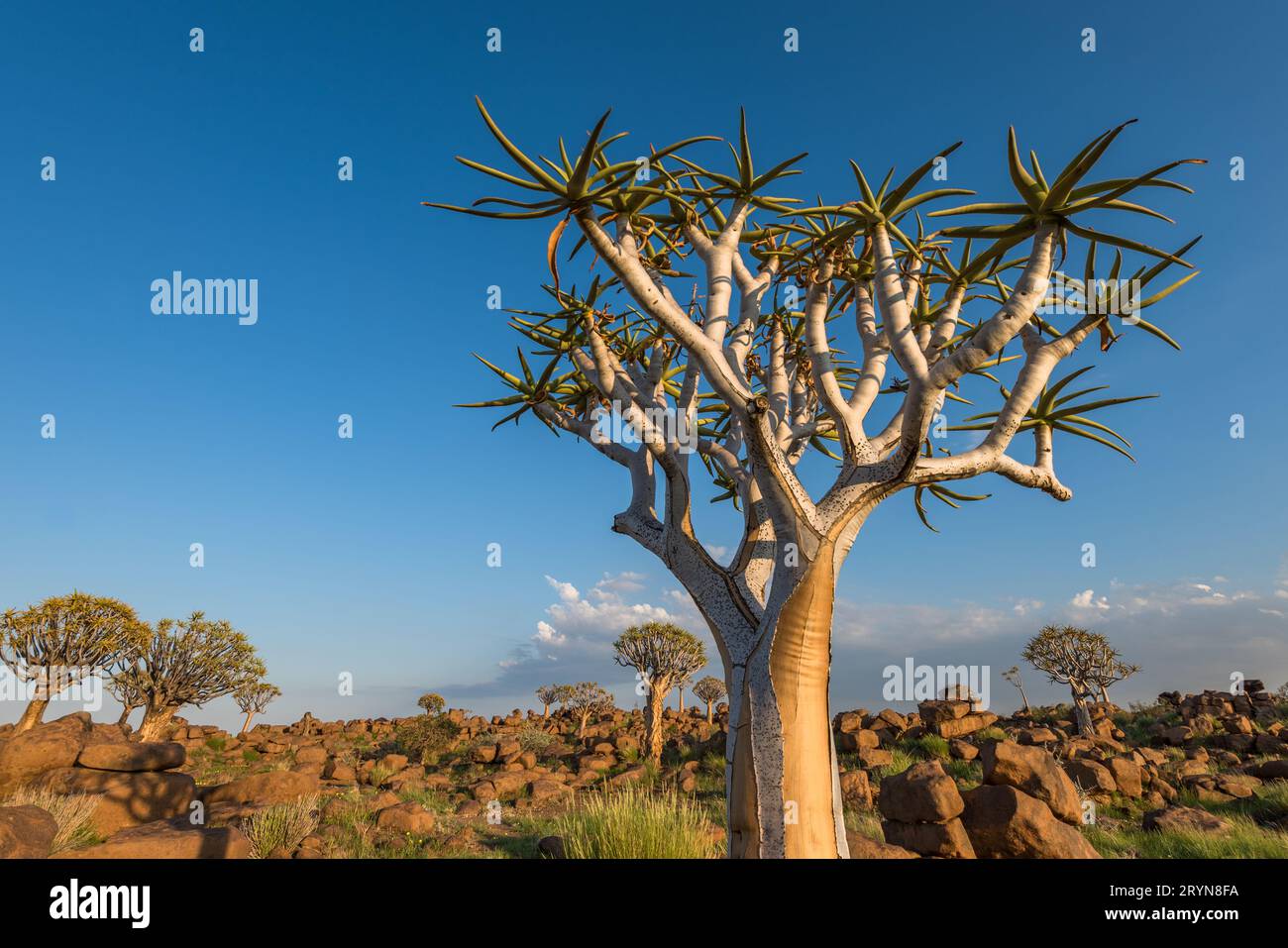 Beautiful quiver tree hi-res stock photography and images - Alamy