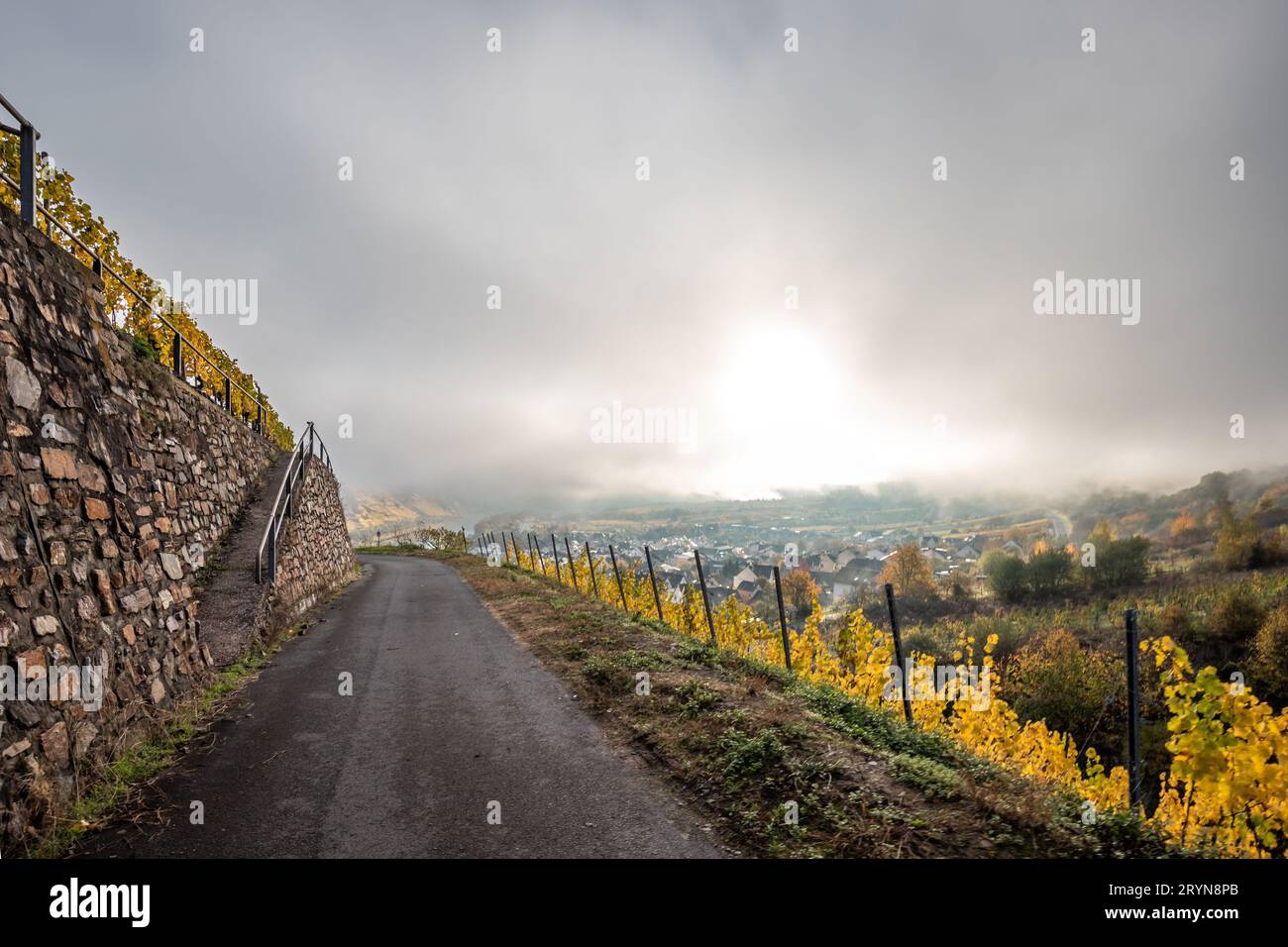 Moselle loop, 180 degree loop. Mosel a river in Germany, with vineyards ...