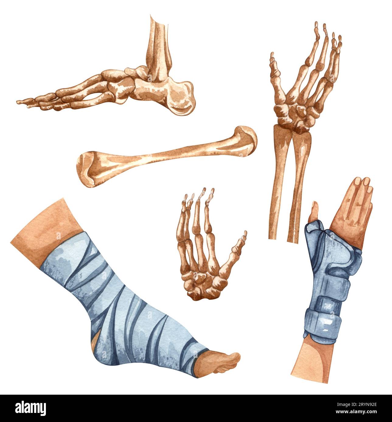 Orthopedic surgery and orthopaedics tools. Watercolor set of medical ...