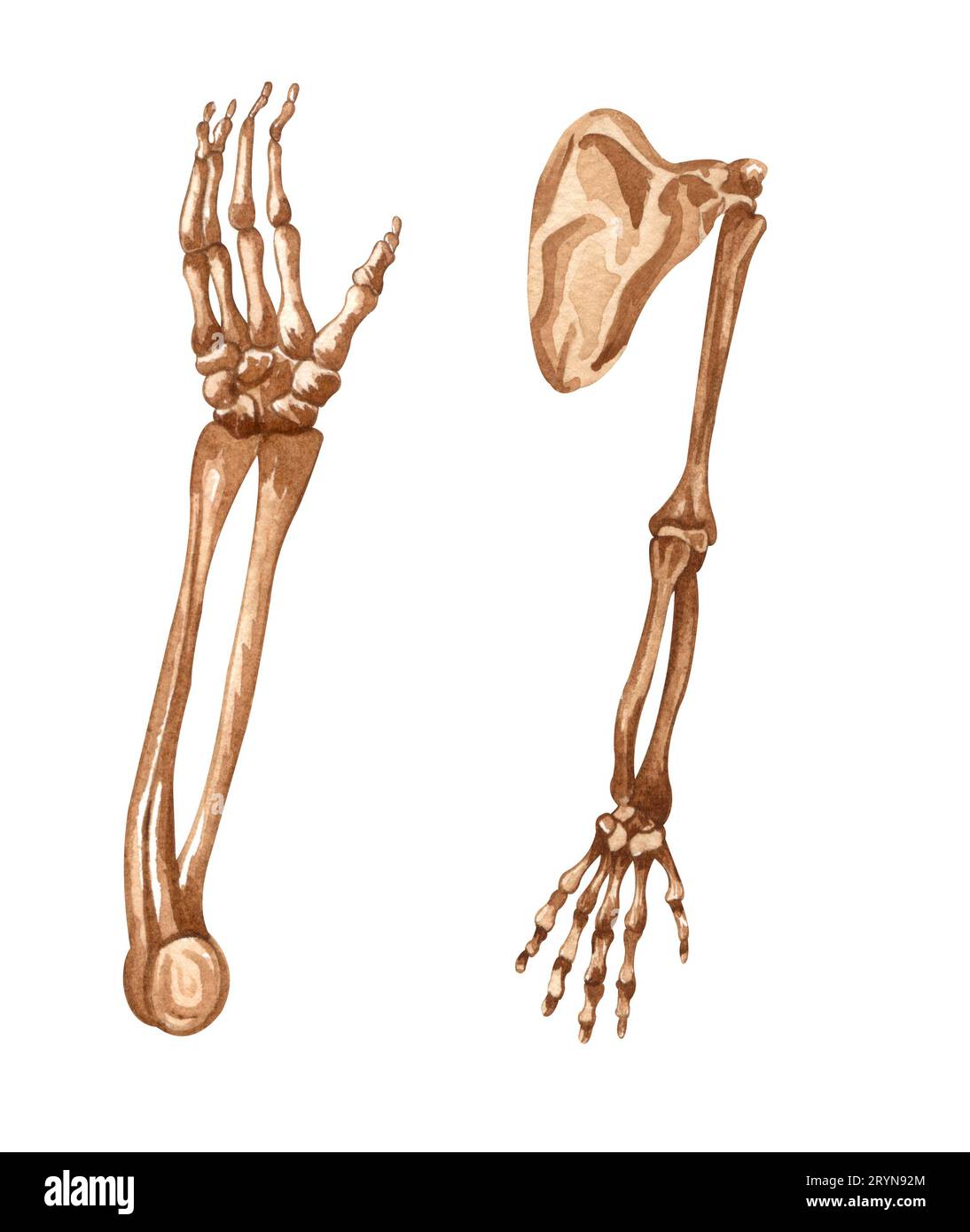Watercolor human skeleton structure. arm and shoulde bones. Anatomy and ...