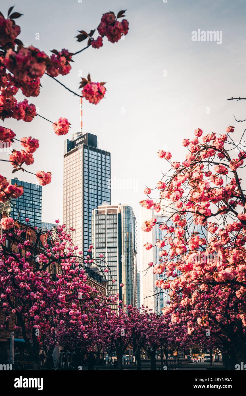 Scenery and architecture with cherry blossoms hi-res stock photography ...