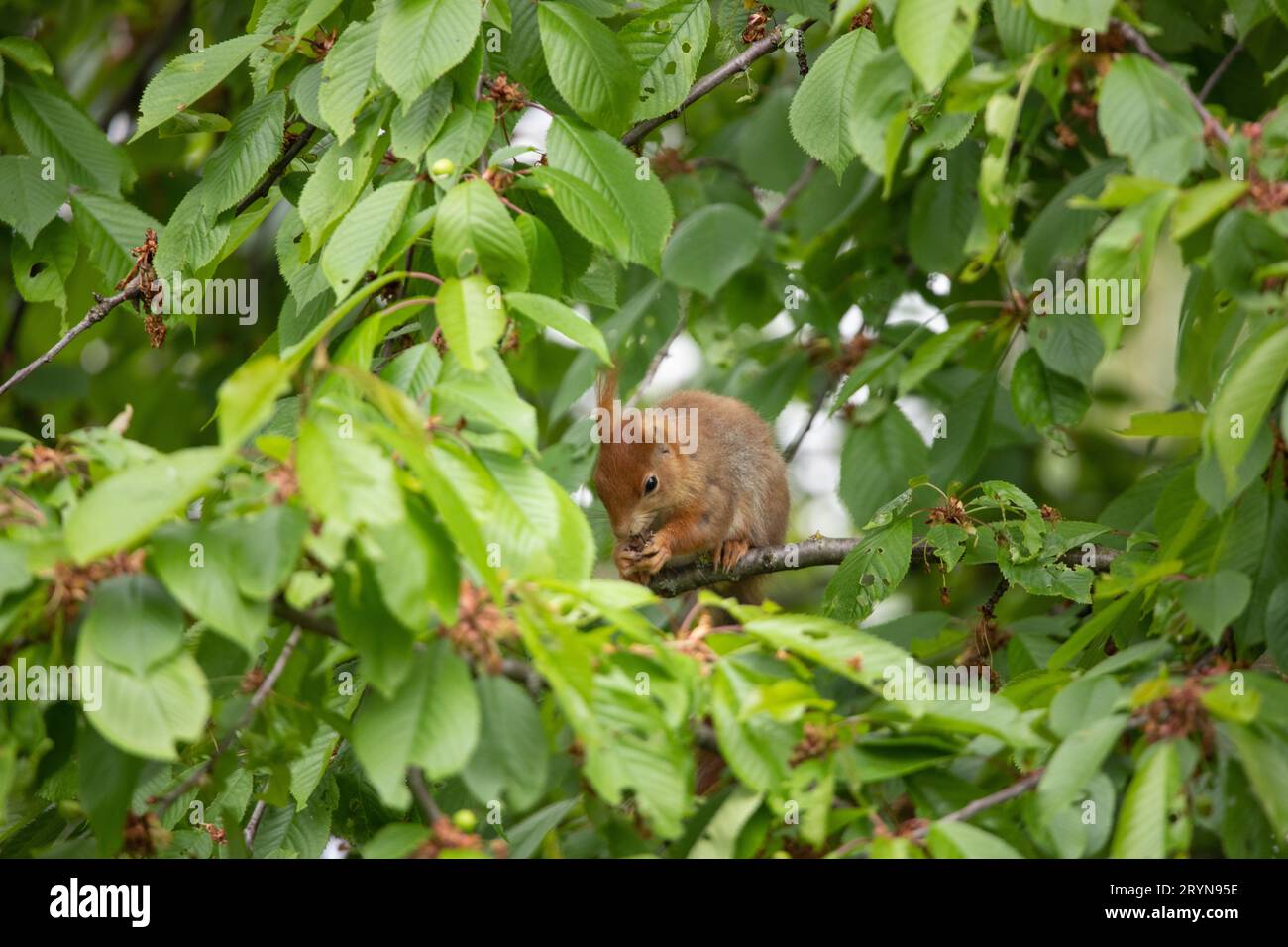 Adorable Squirrels in the Greenery Stock Photo - Alamy