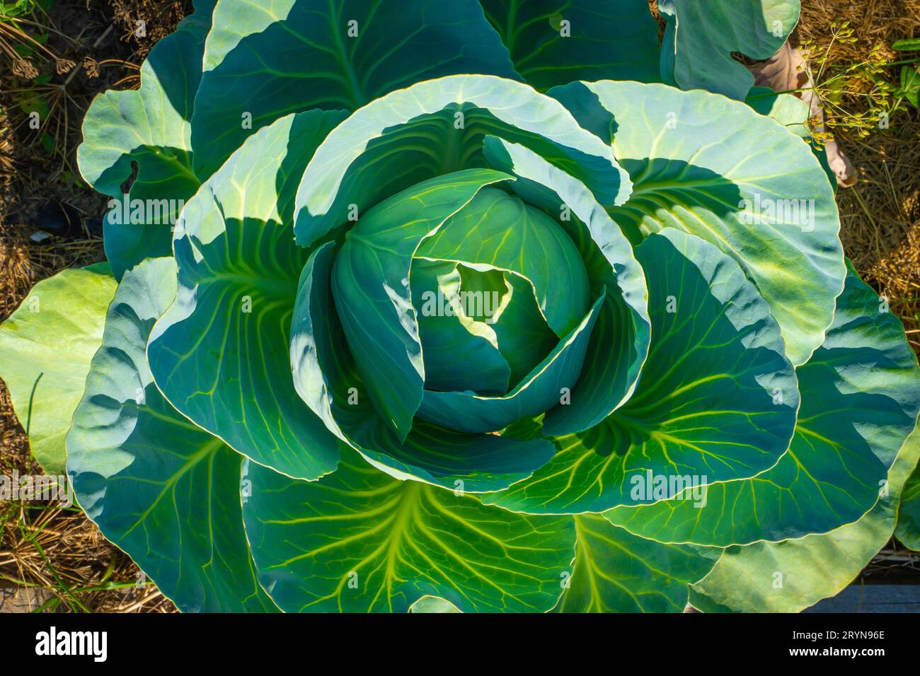 Young white cabbage growing in the garden, top view. Early summer ...