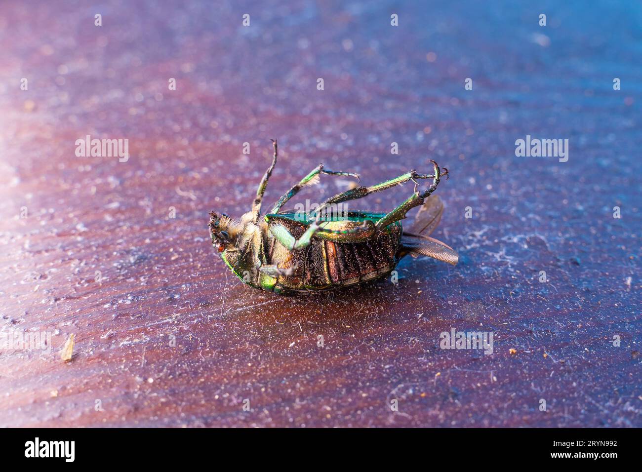 Green shiny beetle lying dead upside down close up Stock Photo - Alamy