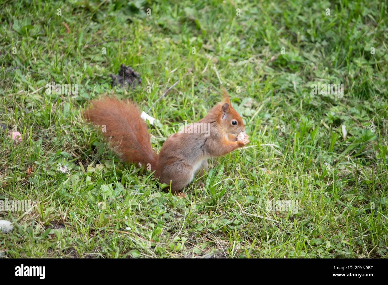 Adorable Squirrels in the Greenery Stock Photo - Alamy