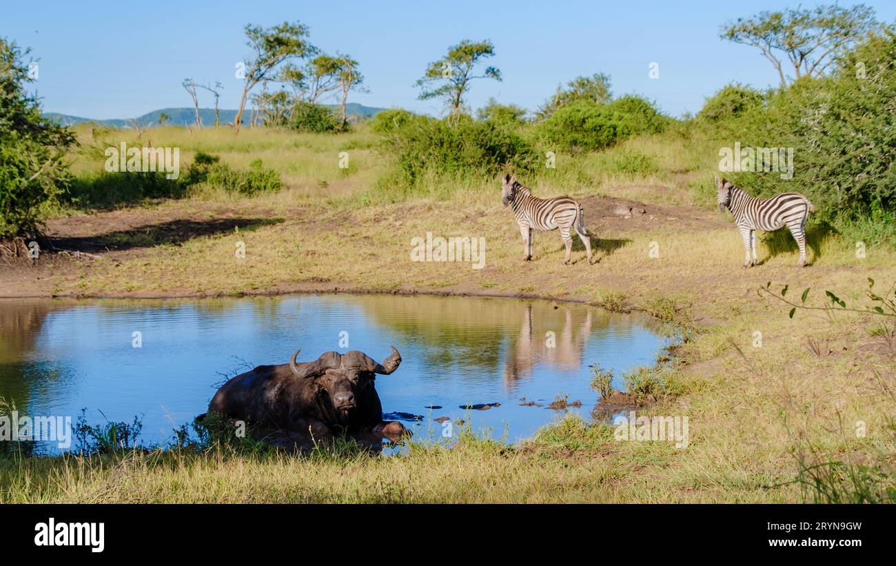 African buffalo during sunset hi-res stock photography and images - Alamy