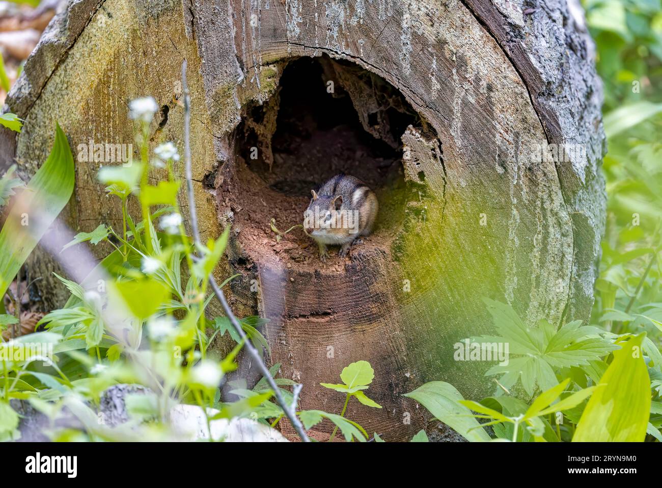 The eastern chipmunk (Tamias striatus Stock Photo - Alamy