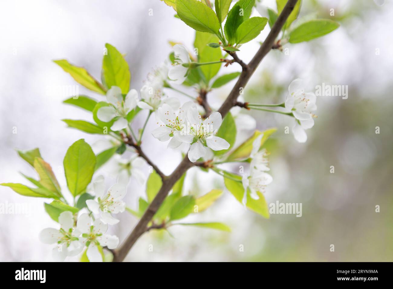 Closeup cherry spring tree hi-res stock photography and images - Alamy