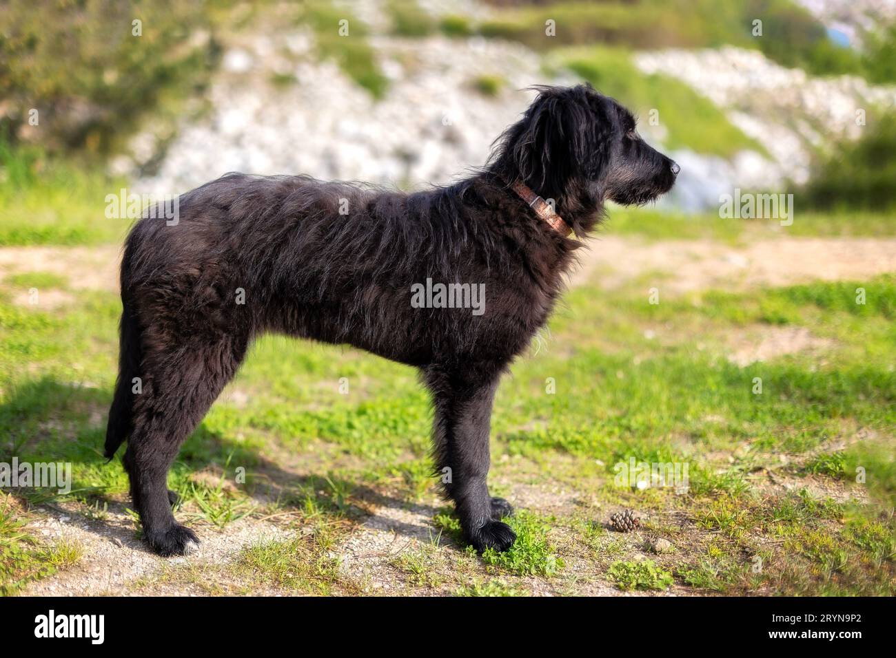 Horizontal side view black hi-res stock photography and images - Alamy