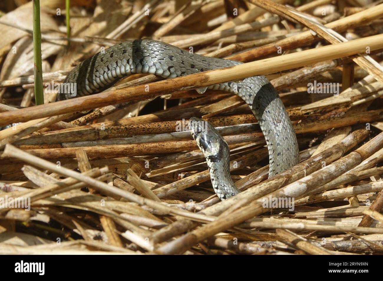Nartrix hi-res stock photography and images - Alamy