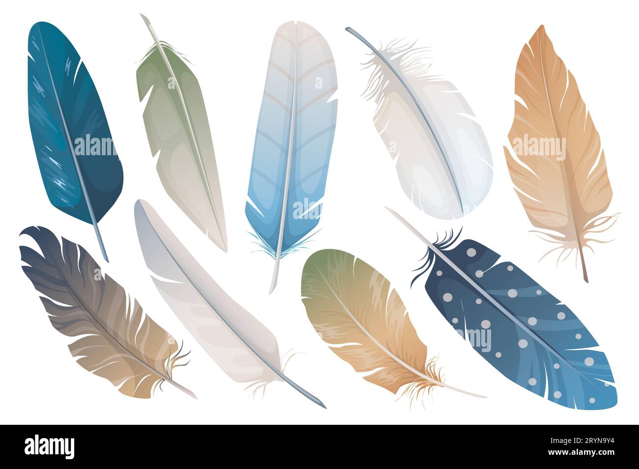 Types of feathers Cut Out Stock Images & Pictures - Alamy