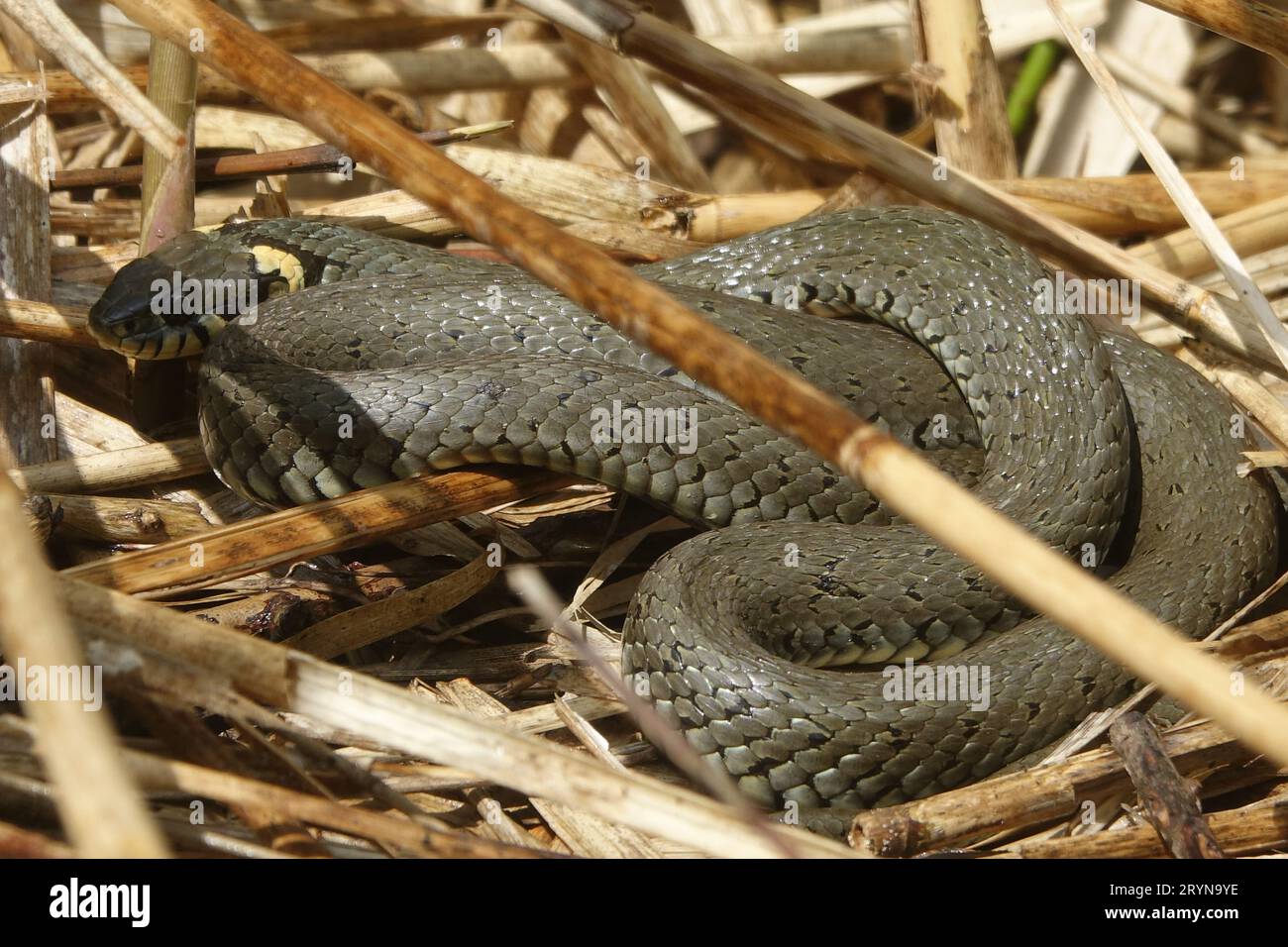Grass snakes natrix hi-res stock photography and images - Alamy
