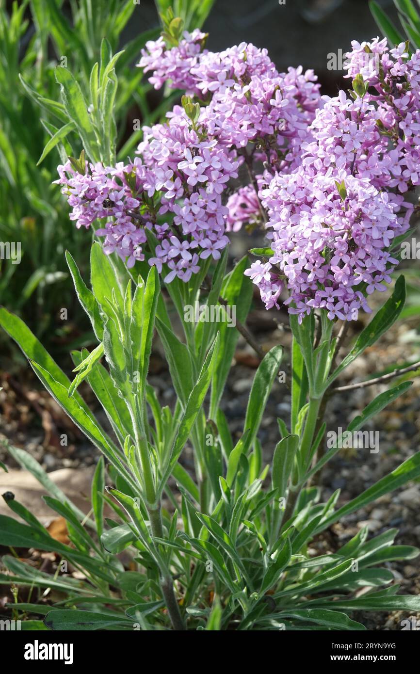 Daphne genkwa, Chinese daphne Stock Photo - Alamy