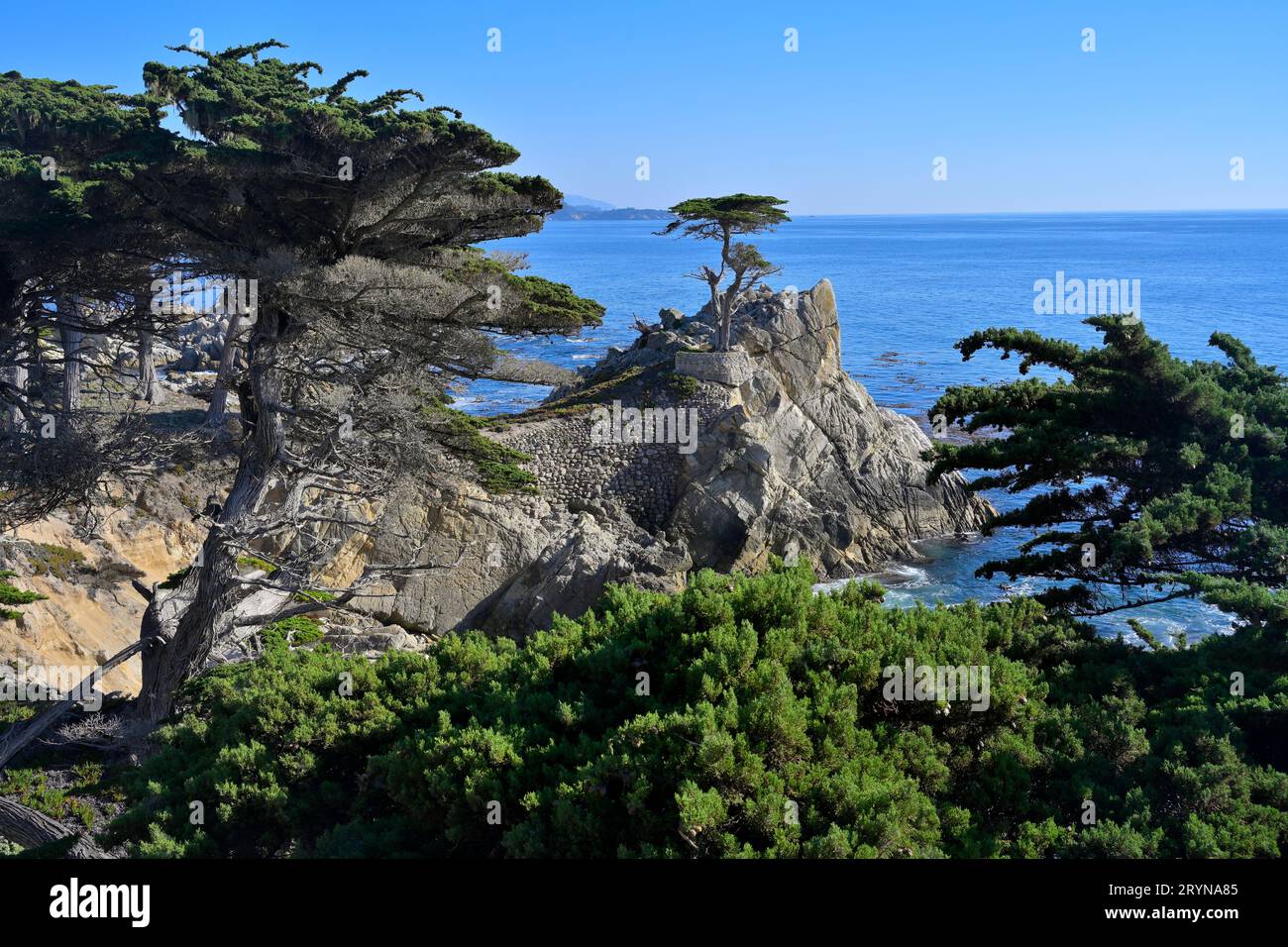 The iconic Lone Cypress tree (Cupressus macrocarpa) along the famous 17 ...