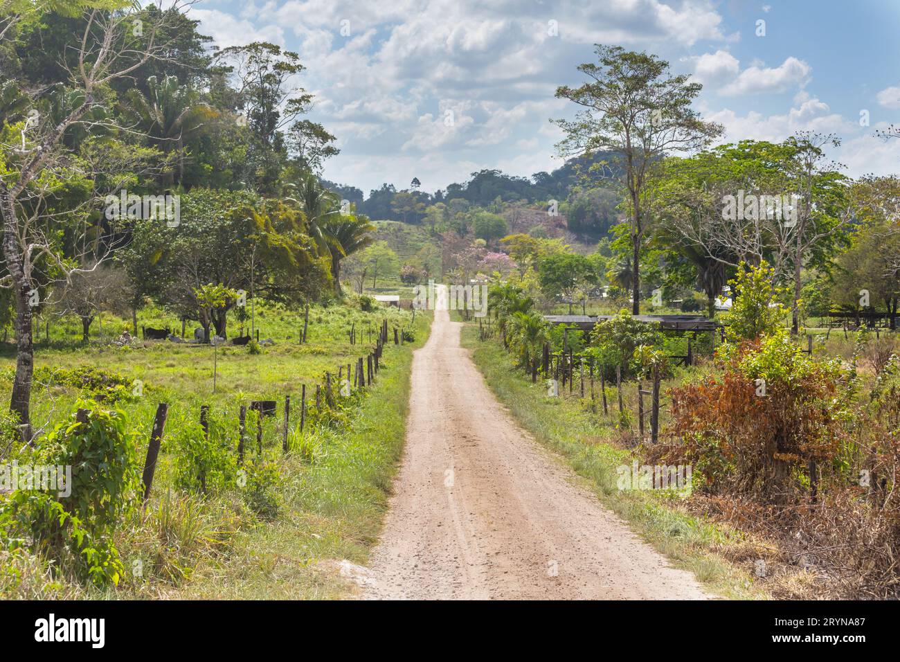 Road in Belize Stock Photo - Alamy
