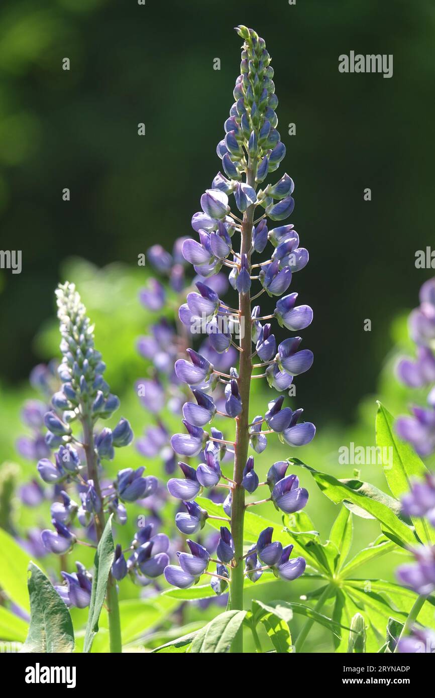 Lupin polyphyllus hi-res stock photography and images - Alamy