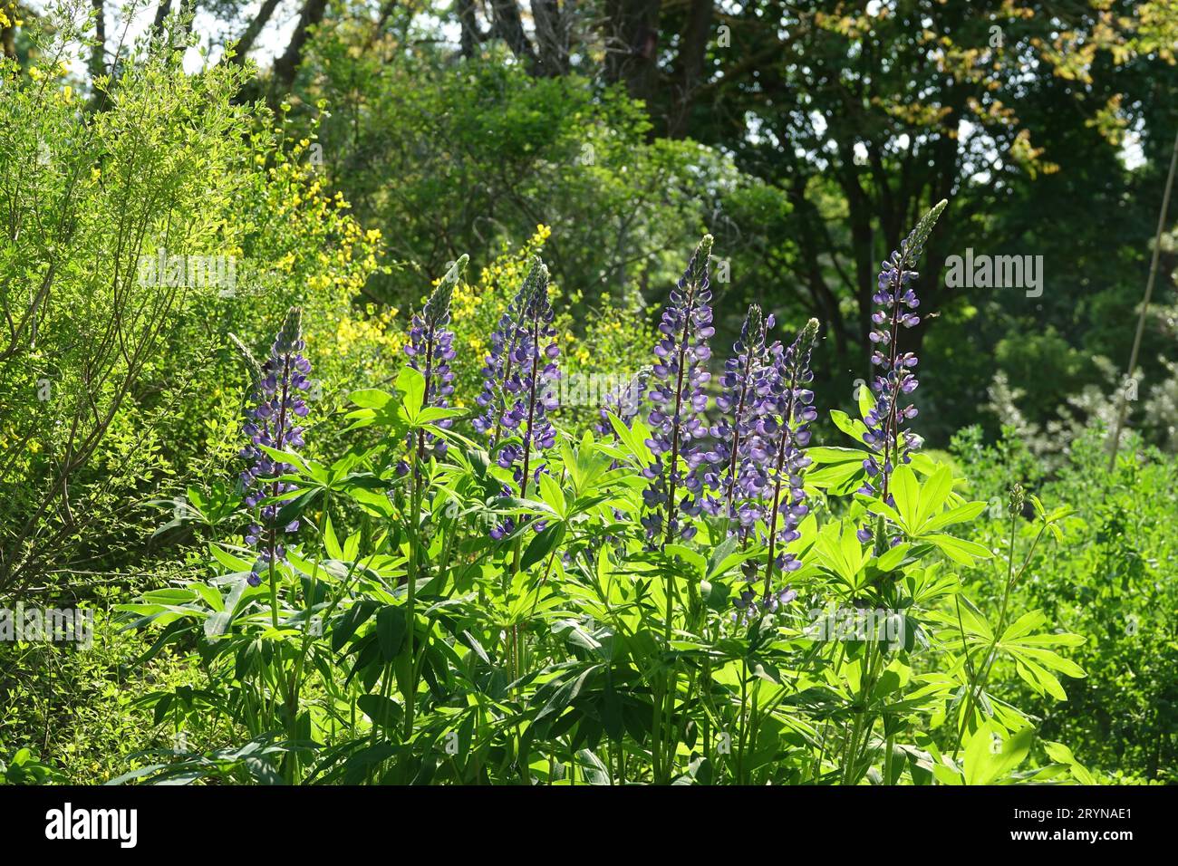 Lupin polyphyllus hi-res stock photography and images - Alamy