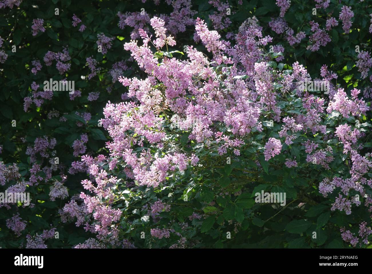 Syringa josikaea, Hungarian lilac Stock Photo - Alamy