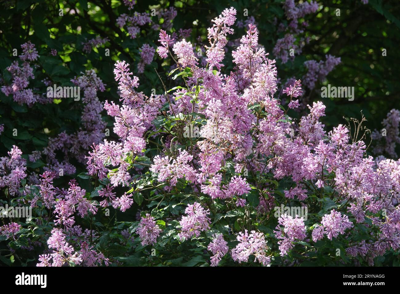 Syringa josikaea, Hungarian lilac Stock Photo - Alamy