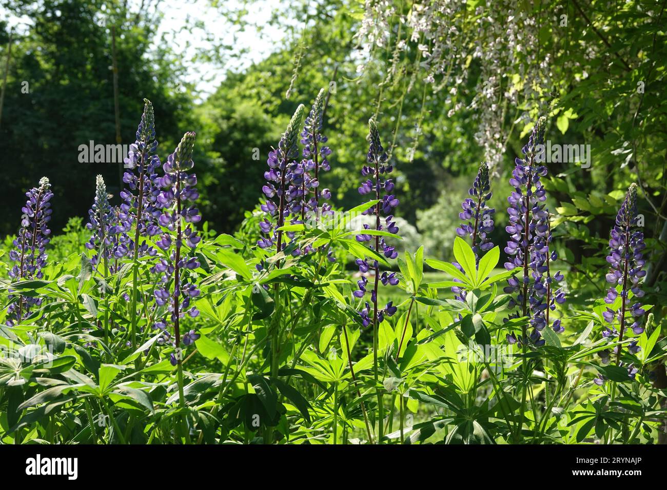 Lupin polyphyllus hi-res stock photography and images - Alamy