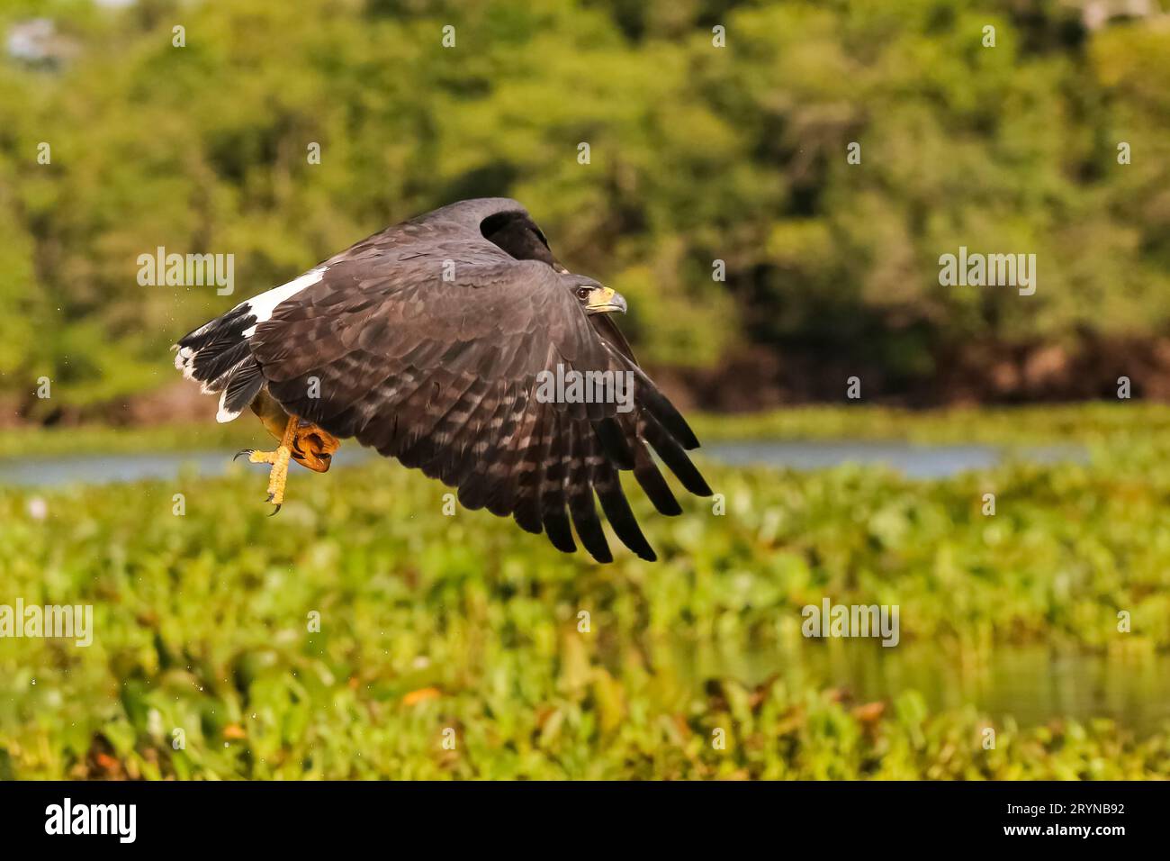 Close-up of a Great Black Hawk in flight with spread wings against ...