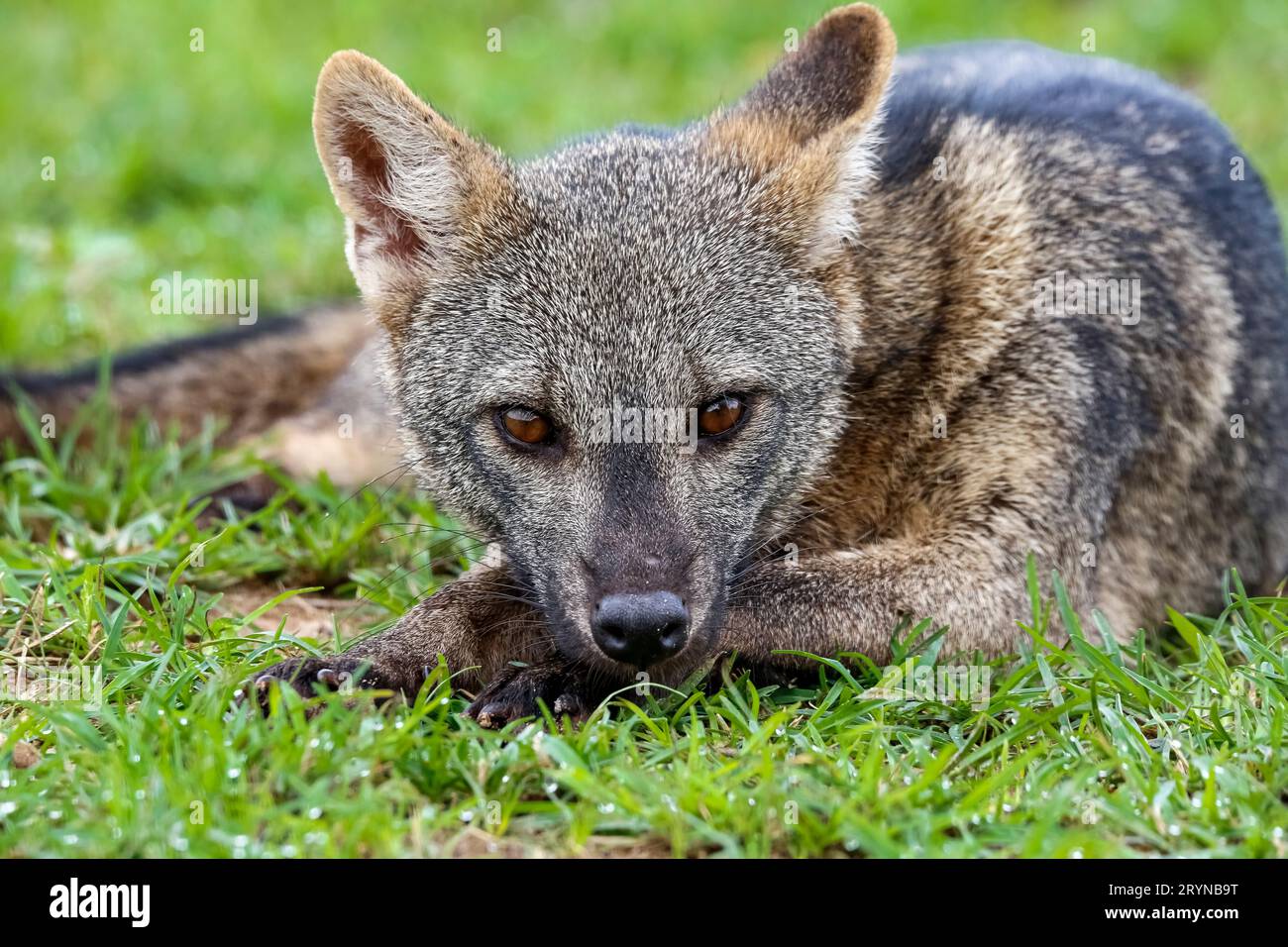 Fox lying down hi-res stock photography and images - Alamy