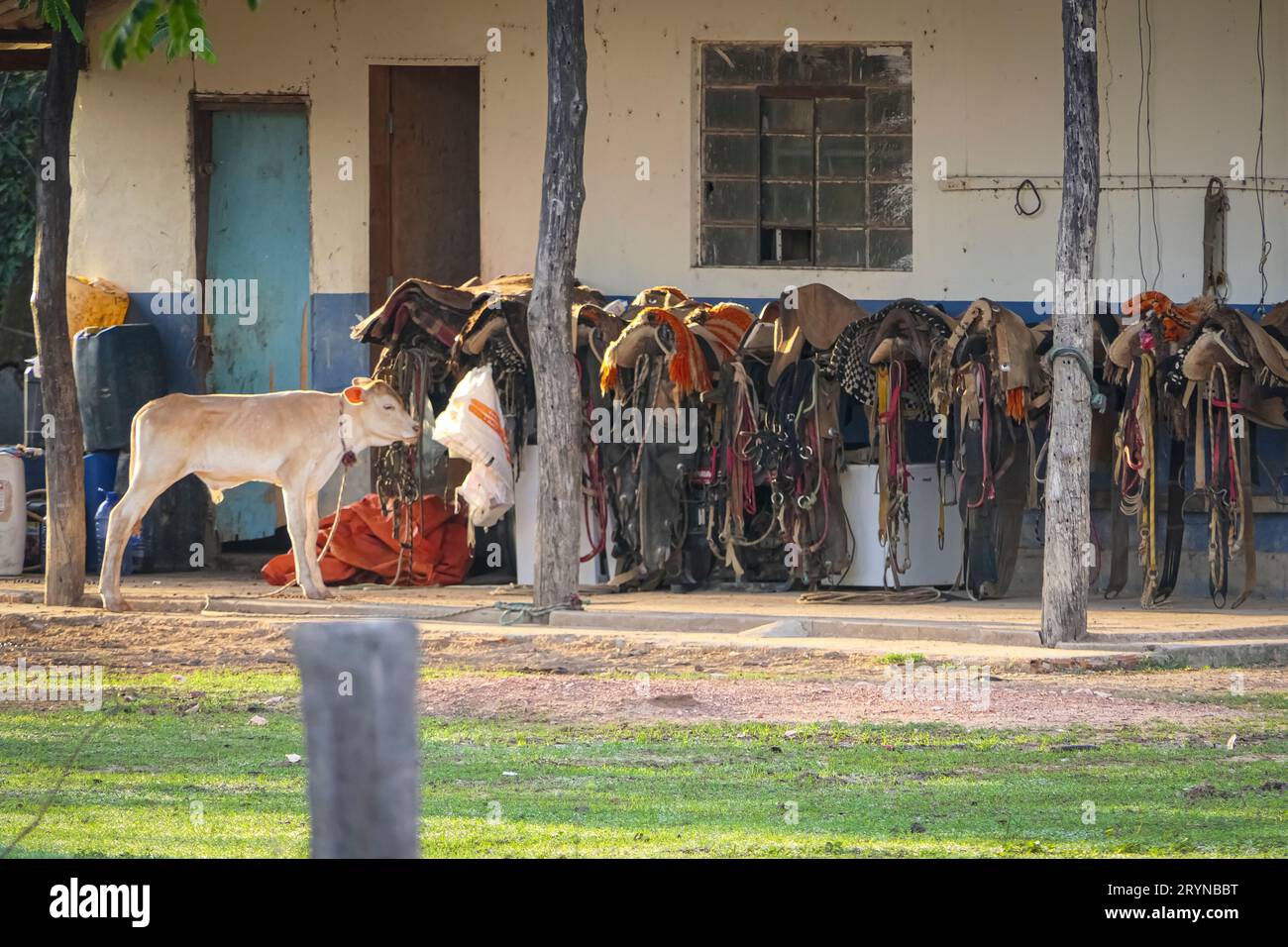 Farm stable with stored horse saddles, a calf cow in front, Pantanal ...