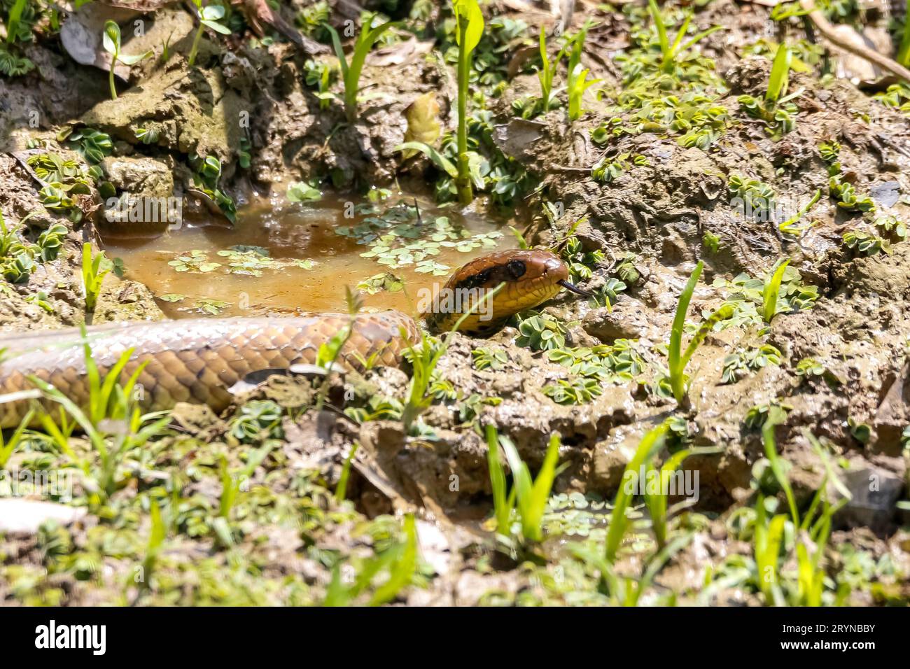 Close-up of Brazilian False Water Cobra lying in a water puddle ...
