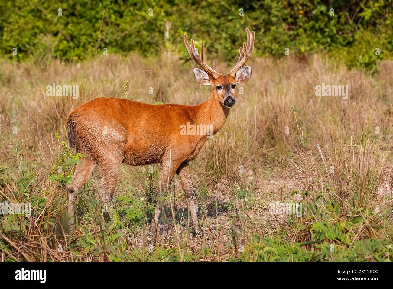 Side view of male Pampas deer with big antlers in in sunlight Stock ...