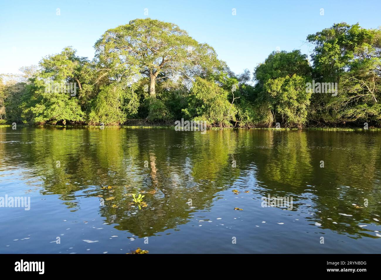 River edge vegetation reflected on the water surface of a Pantanal ...