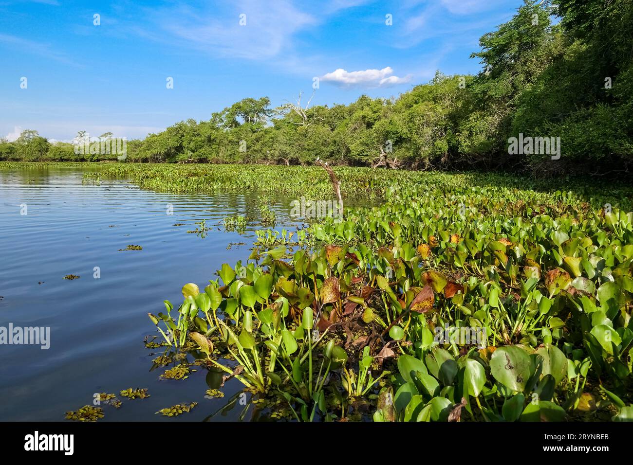 Panoramic view of a typical Pantanal river with wonderful water plants ...