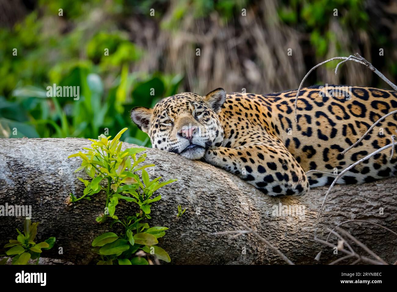 Close-up of a sleepy Jaguar resting flat on a tree trunk, head to ...