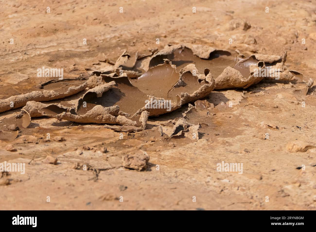 Dried cracked mud puddle at a sandy river edge, Pantanal Wetlands, Mato Grosso, Brazil Stock ...