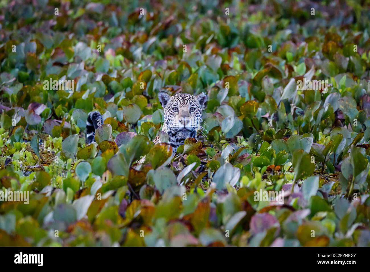 Black jaguar in water hi-res stock photography and images - Alamy