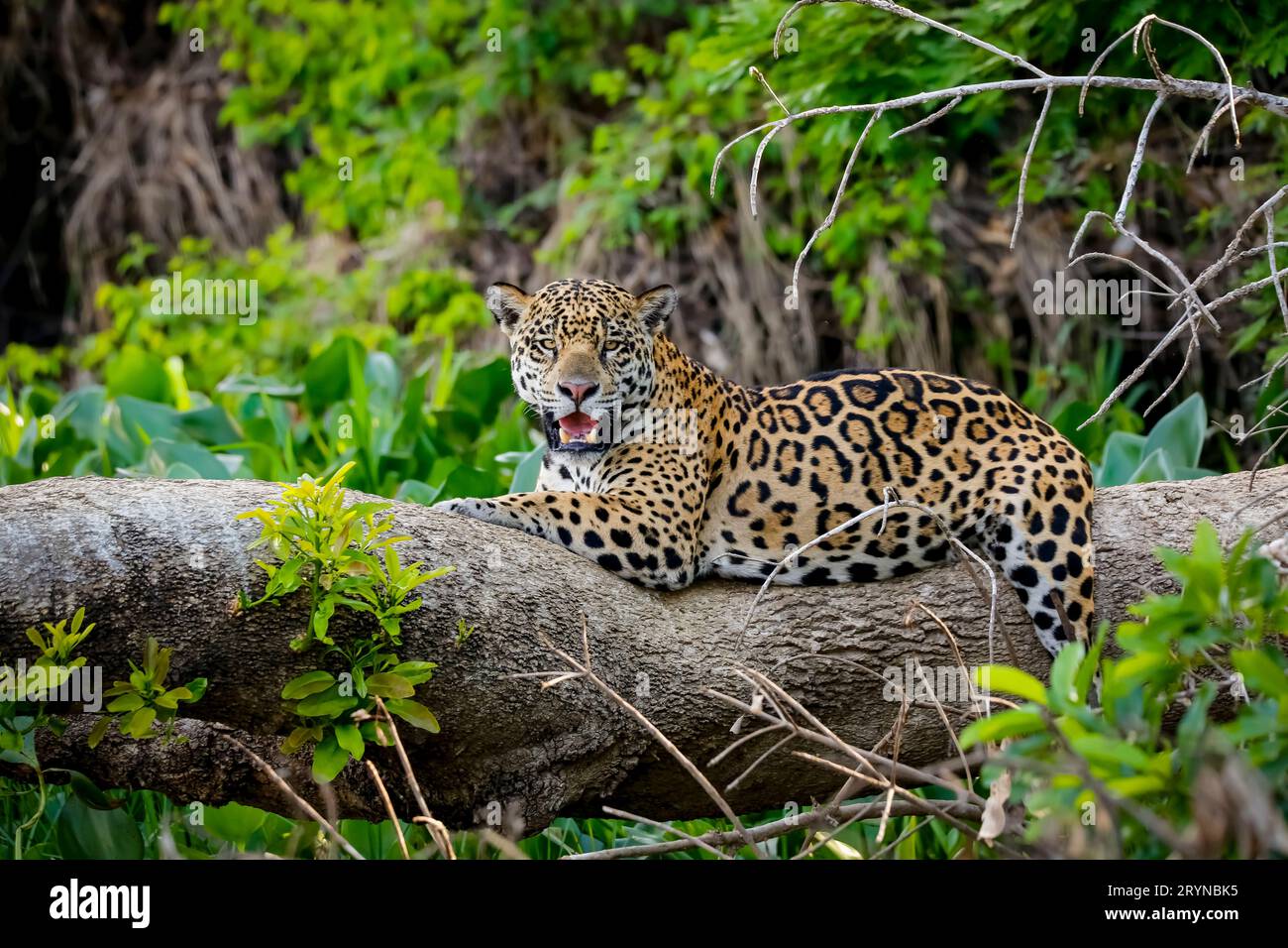 Magnificent Jaguar resting on a tree trunk at the river edge, facing ...