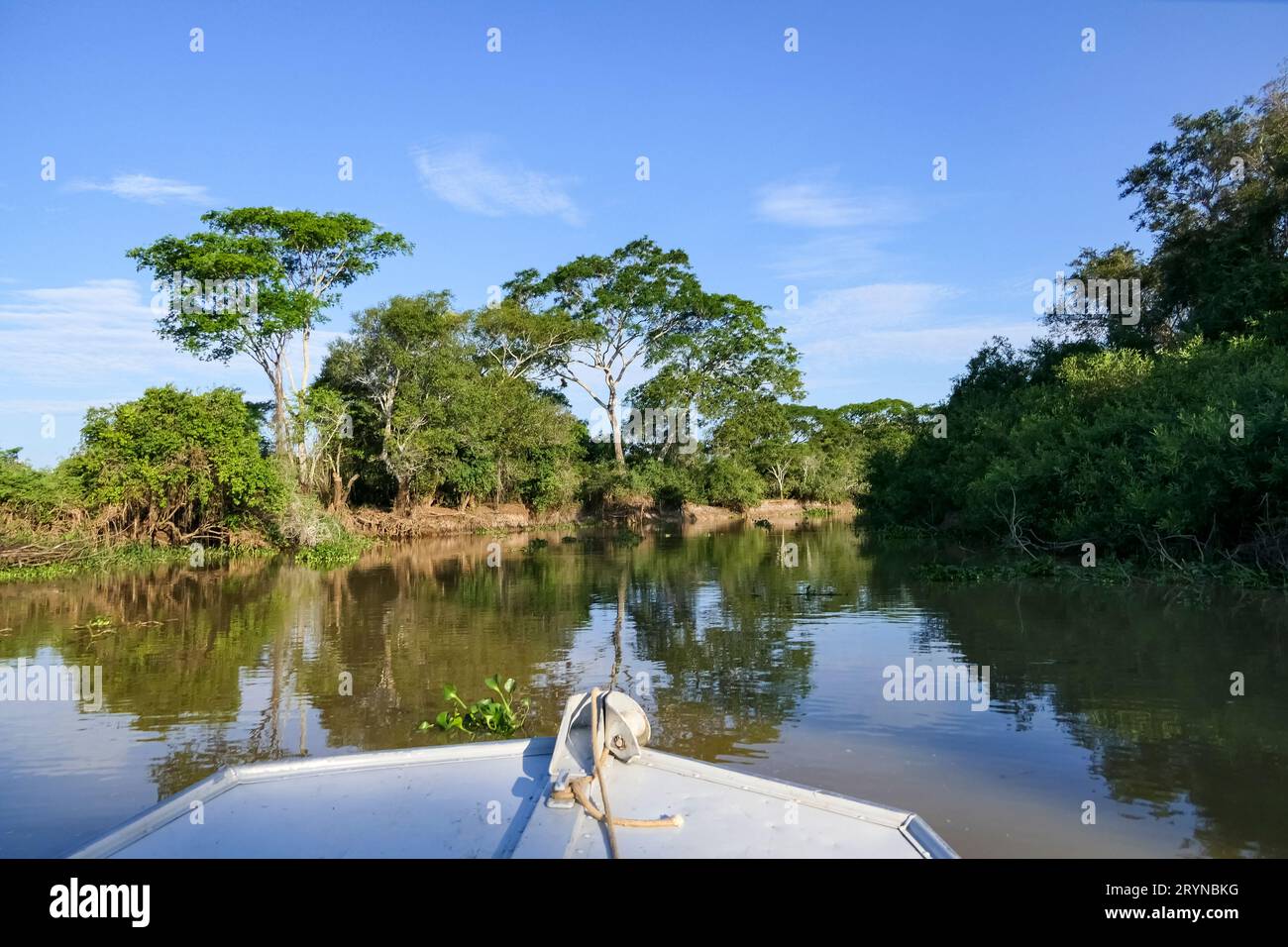 View of a typical Pantanal river from a boat on a sunny day, Pantanal ...