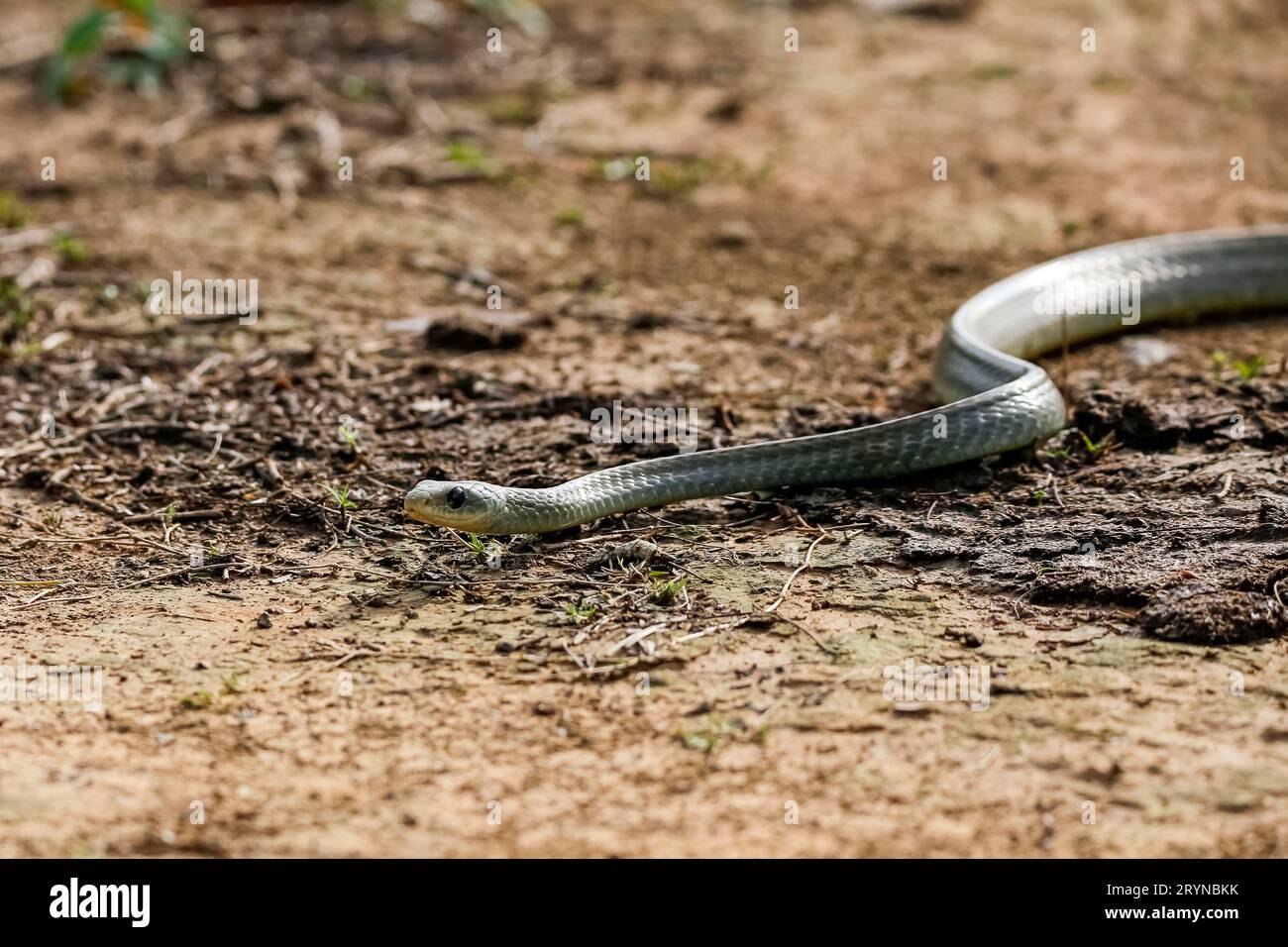 Side view of a Yellow-tailed Cribo snake (Drymarchon corais) on dirt ...