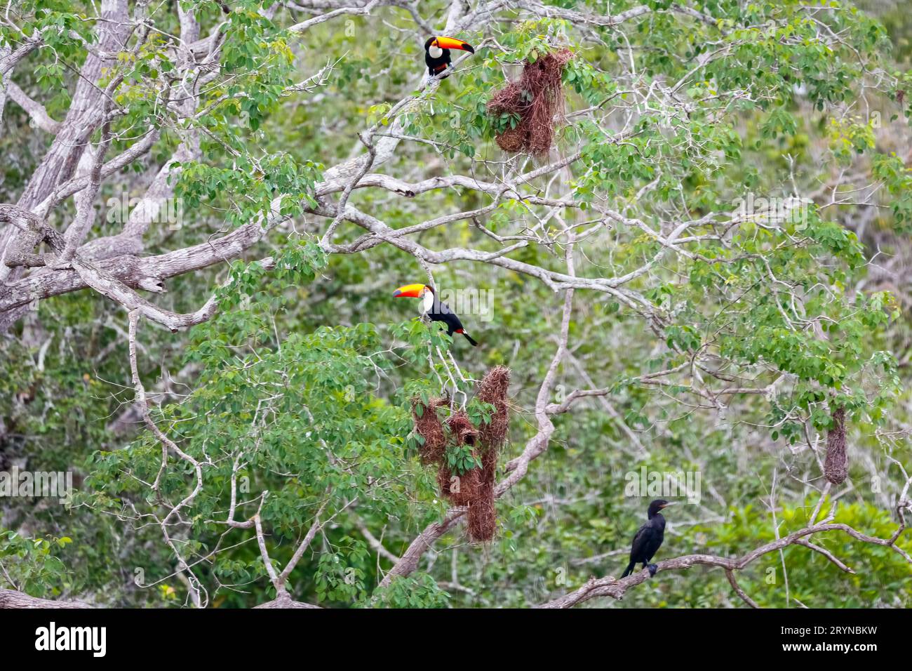 Two Toco Toucans and one Cormorant in a tree, one looking at a birds ...