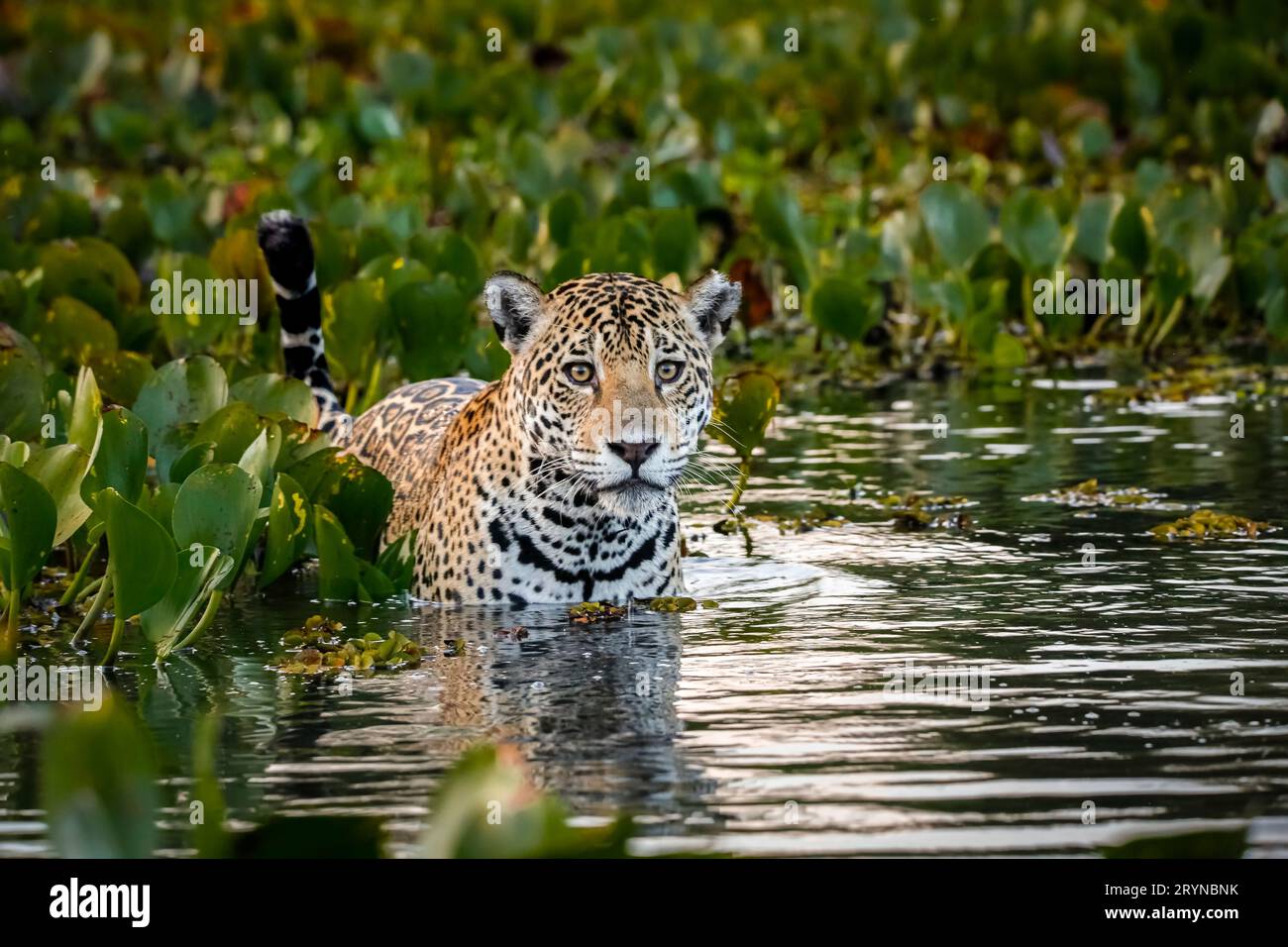 Close-up of a Young Jaguar standing in shallow water with reflections ...