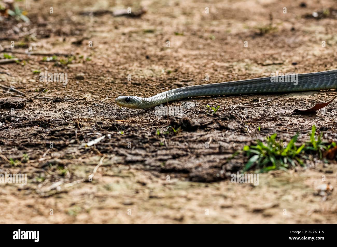 Side view of a Yellow-tailed Cribo snake (Drymarchon corais) on dirt ...